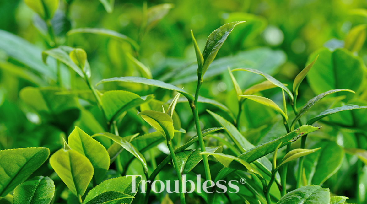 Get TROUBLESS PORELESS NOSE STRIP - CLEARING 7 Patches/ Delivered ...